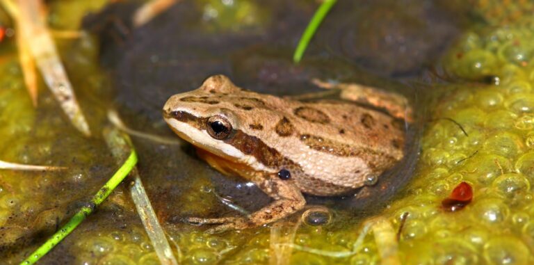 Western Chorus Frog Conservation | Toronto and Region Conservation ...